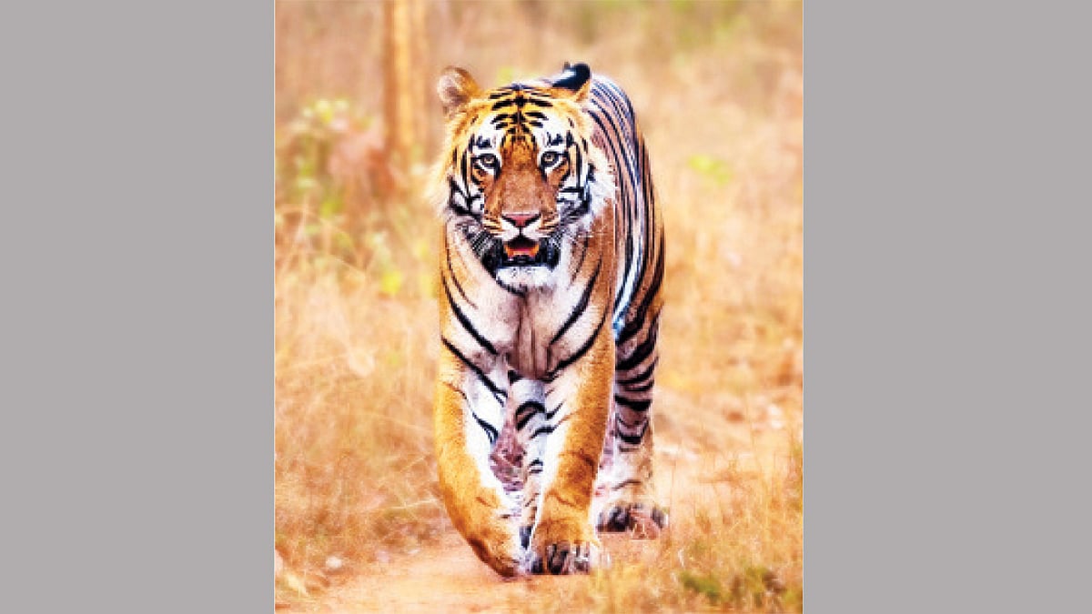 ‘सूर्या’चा दरारा sanjay karkare writes tadoba forest tiger surya terror