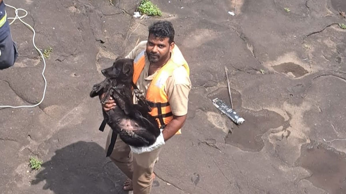 Dog Life Saving : पालिका कर्मचाऱ्याची 'त्यांच्याशी' असलेली 'तोंड ओळख ...