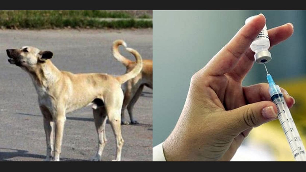 Rabies Vaccination : १५ हजार भटक्‍या श्‍वानांचे होणार रेबिज लसीकरण 15 ...