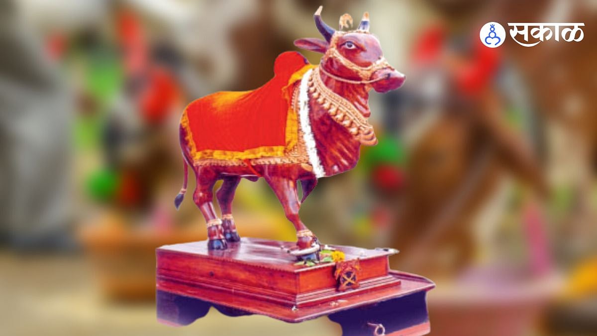 Tanha Pola : भोसल्यांचा ‘नंदी’ झाला २१७ वर्षांचा; केवळ विदर्भ परिसरातच ...