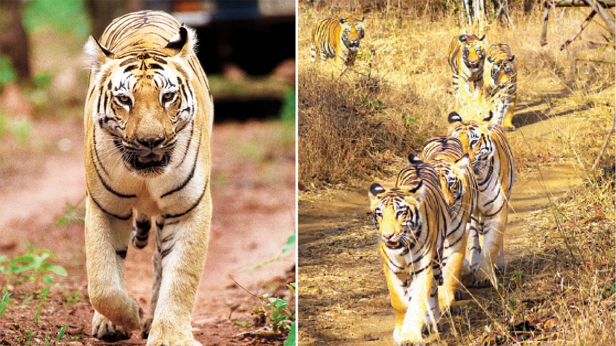 सौंदर्यवती ‘फेरी’ sanjay karkare writes umred forest jay tiger feri ...