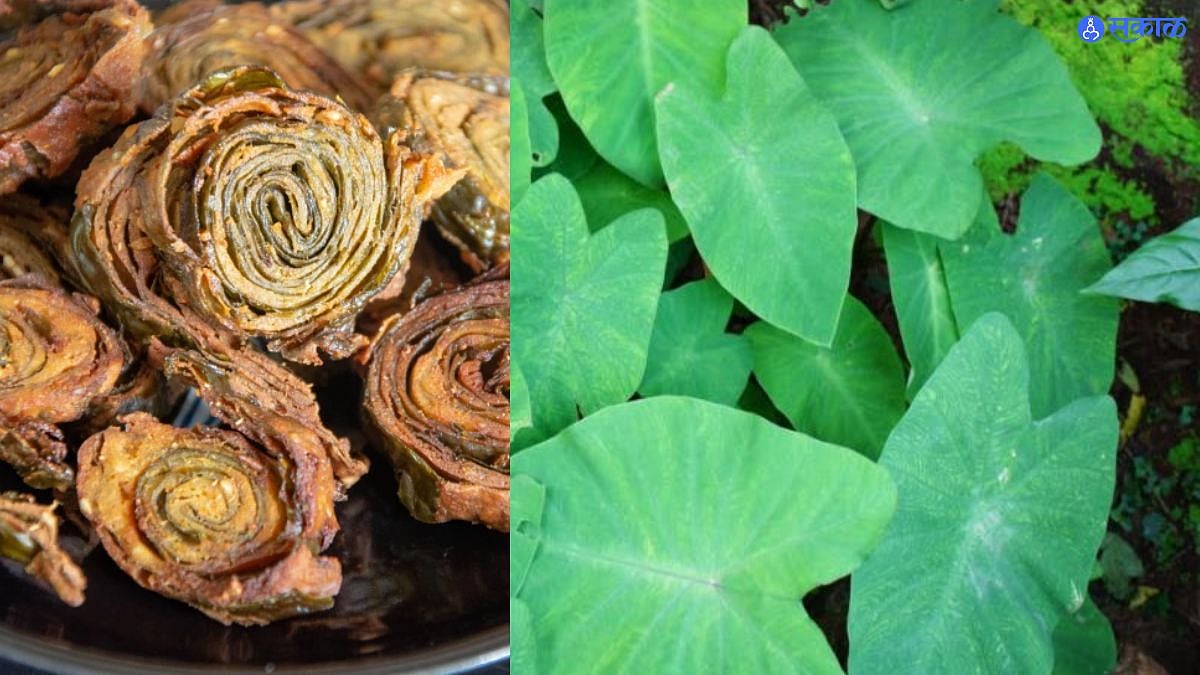 Alu Leaves Benefits : अळूची पानं या विकारांवर रामबाण उपाय, वाचा जबरदस्त ...