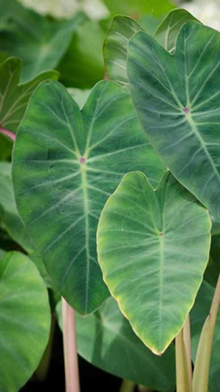 Colocasia Leaves : आळूची पान आरोग्यासाठी आहेत फायदेशीर ! | Colocasia ...