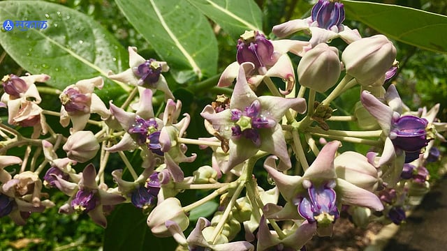 Ganesh Chaturthi 2023 : गणपती पर्णसाज - धोतरा व रुईचे देवपूजेतील ...