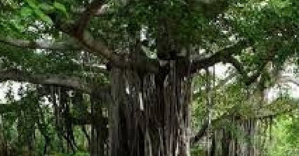 वडाच्या झाडाचे औषधी उपयोग तुम्हाला माहित आहेत काय