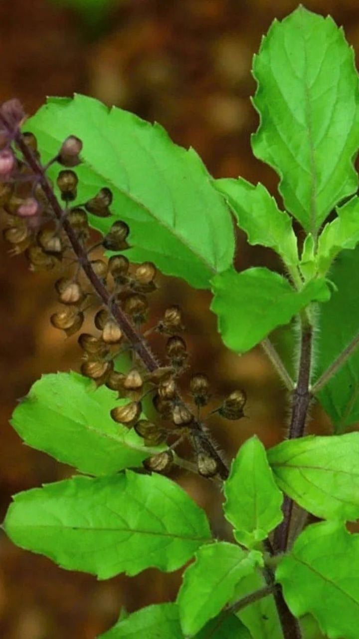तुळशीचे 'हे' आरोग्यदायी फायदे माहित आहेत का? |these are the health ...