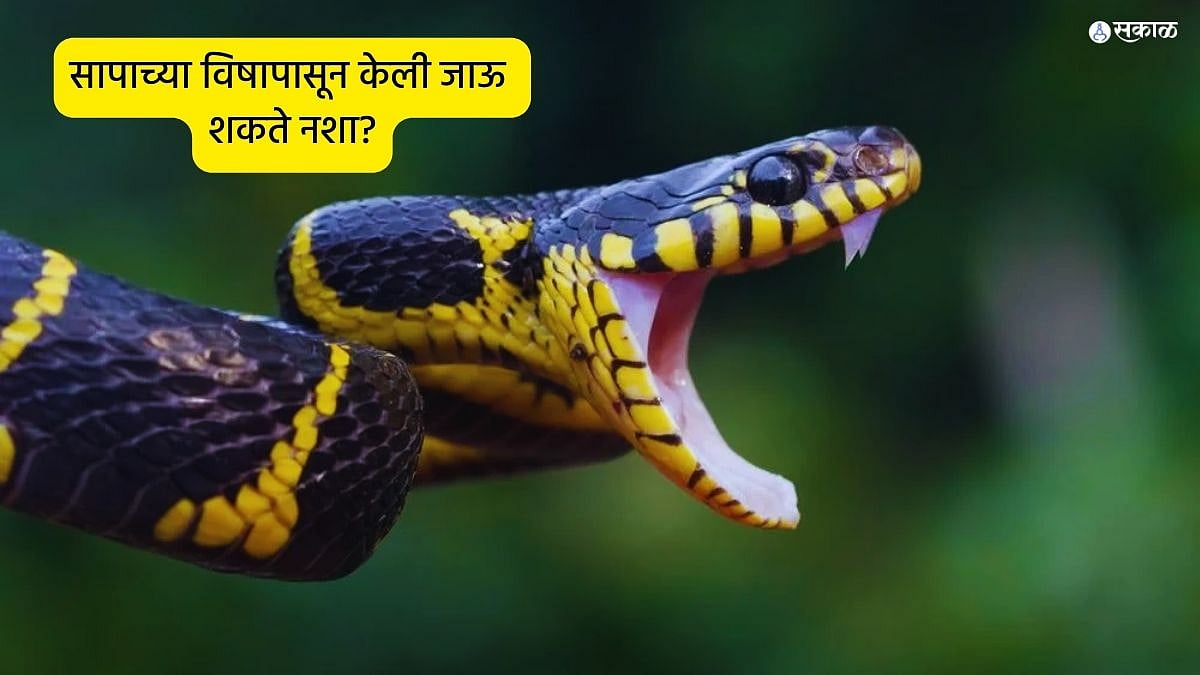 Snake Venom : सापाच्या विषापासूनही होऊ शकते नशा? जाणून घ्या काय आहे हा ...