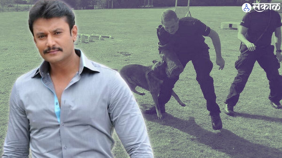 Darshan Thogudeepa: कुत्र्याने केला जीवघेणा हल्ला, दाक्षिणात्य ...