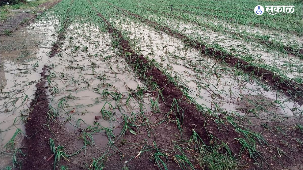 Jalgaon Unseasonal Rain Damage : ‘अवकाळी’चा फटक्यामुळे शेतकरी हवालदिल ...