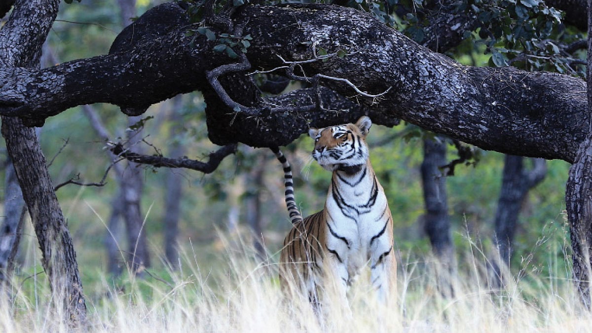 रुबाबदार 'छोटी तारा' | first tigress in Tadoba to wear radio collar ...