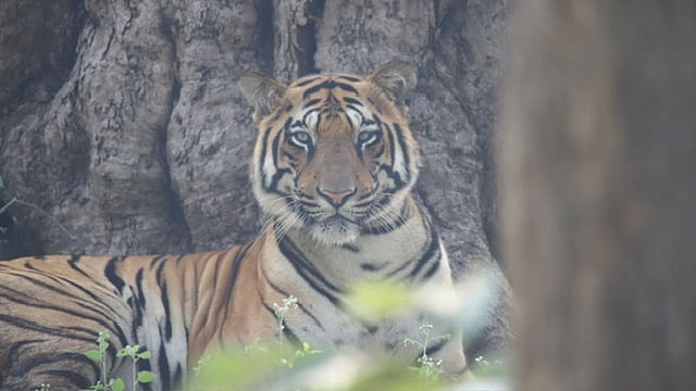 बलवान ‘छोटा मटका’ sanjay karkare writes tiger chota matka tourism