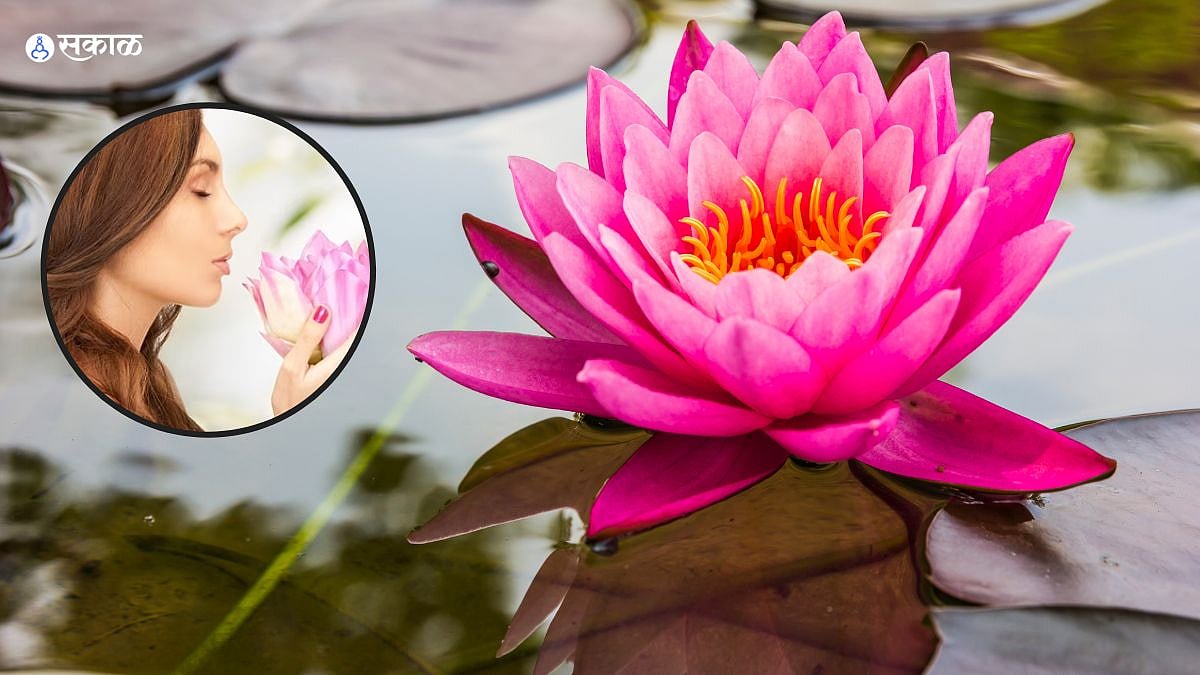 Lotus Face Packs : त्वचेसाठी लाभदायी आहे कमळ, फुलापासून बनवा ‘हे ...