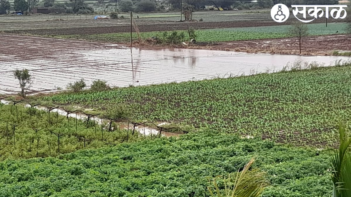 Nashik Unseasonal Rain : उघड दार देवा आता...! डोळ्यादेखत सोन्यासारखी ...