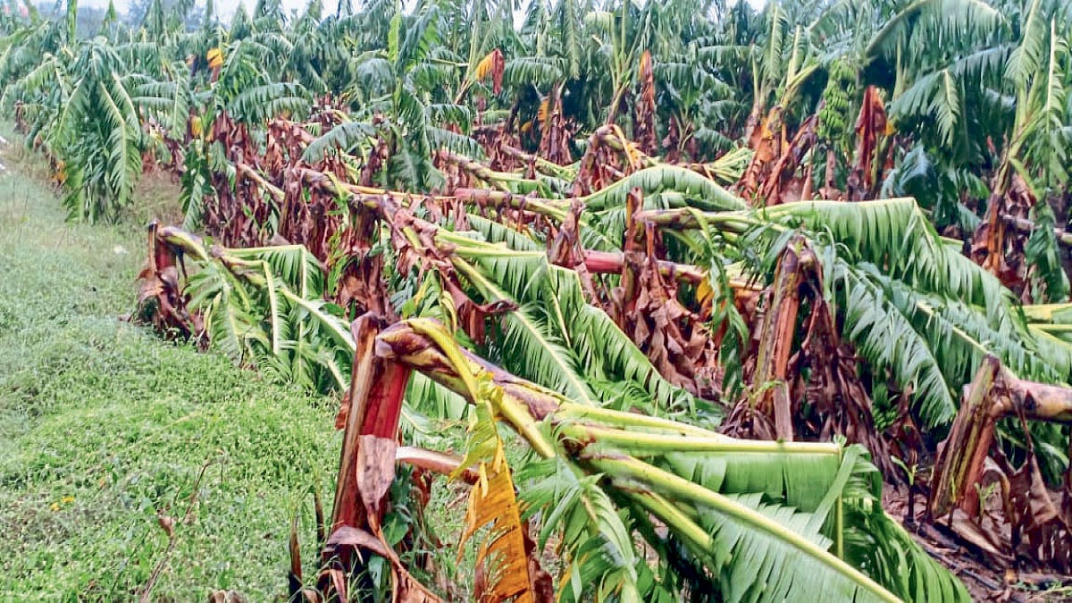 अवकाळी आघात | unseasonal rain agricultural crop damage hail rain weather