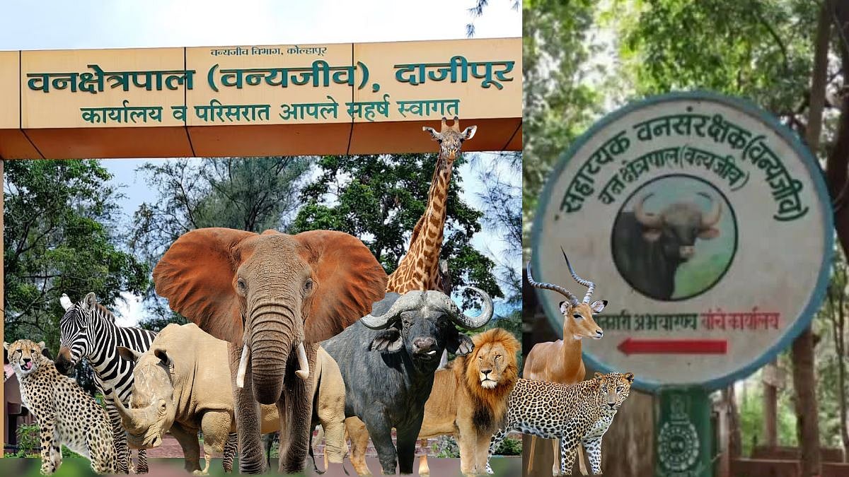 Dajipur Sanctuary : पर्यटकांसाठी आनंदाची बातमी! दाजीपूर अभयारण्य 'या ...