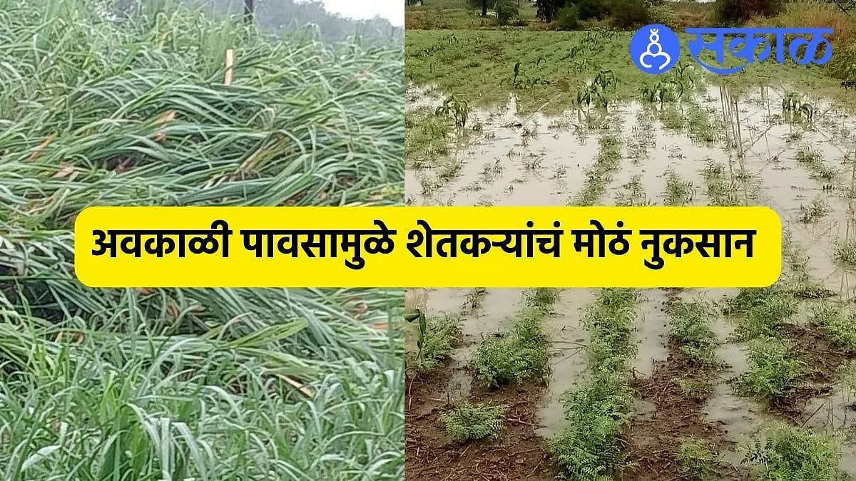 Shevgaon: ऋतूचक्र बदलाचा पिकांना फटका ! अवकाळीने पिकांवर रोगांचा ...