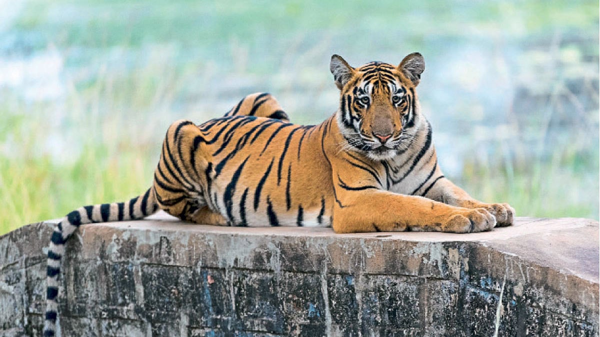 दुसऱ्याच्या पिल्लाची ‘आई’ sanjay karkare writes tadoba tiger project ...