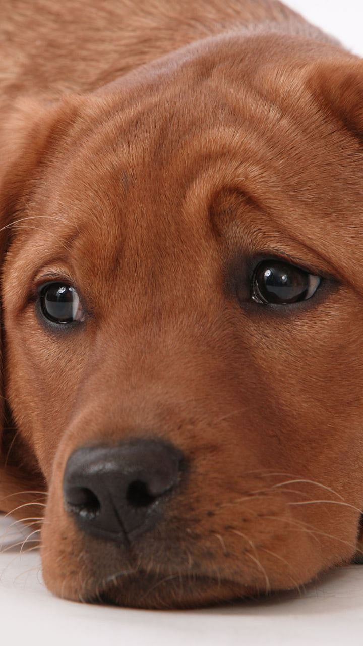 पार्टनर सोडून गेल्यावर 'या' प्राण्यांनाही कोसळतं रडू...| Animals that ...