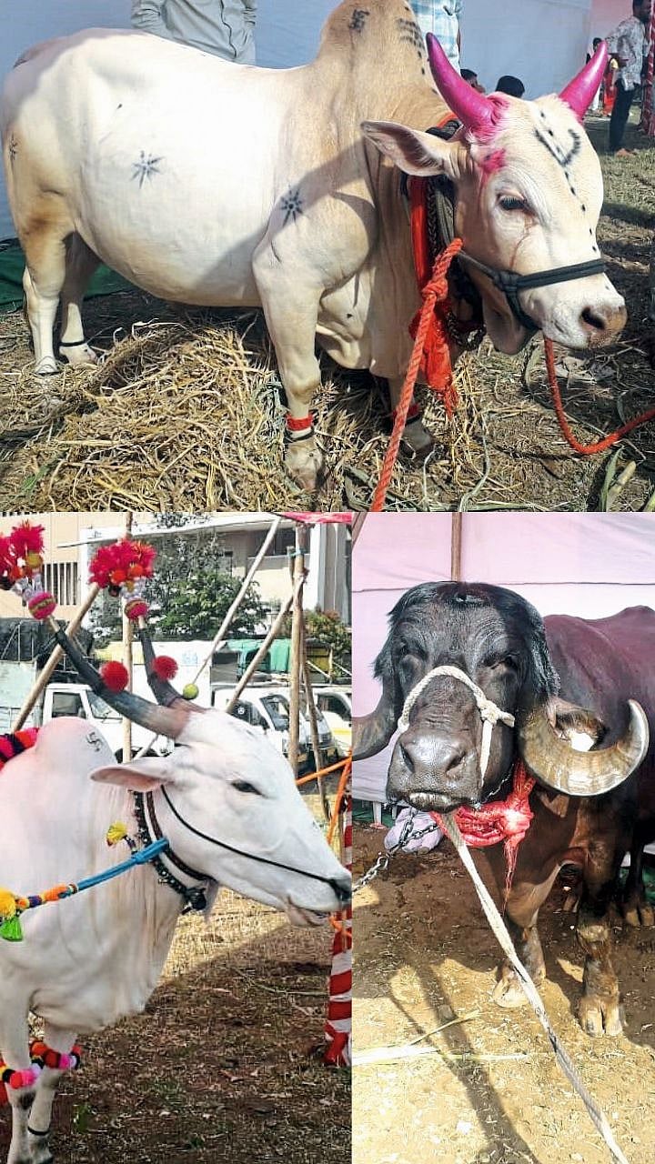 Krushi Pradarshan : शेतकऱ्यांच्या दौलतीचा प्रदर्शनाला साज; देखण्‍या ...