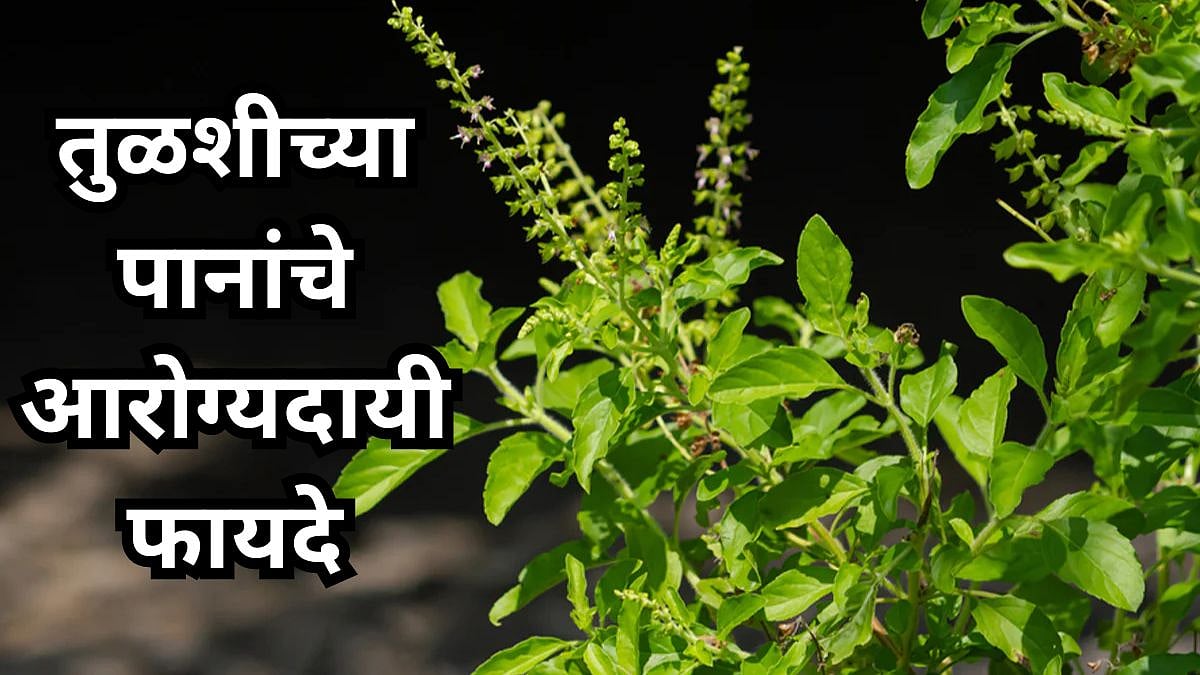 Tulsi Benefits : तुळशीच्या पानांचे आरोग्यदायी फायदे, सर्दी खोकल्यासह या ...