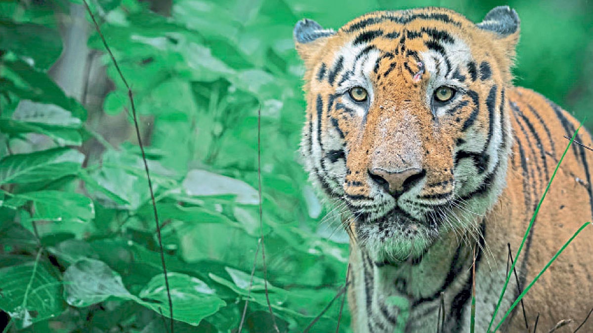 ‘बजरंगा’ची कमाल sanjay karkare writes bajrang tiger tadoba tiger project