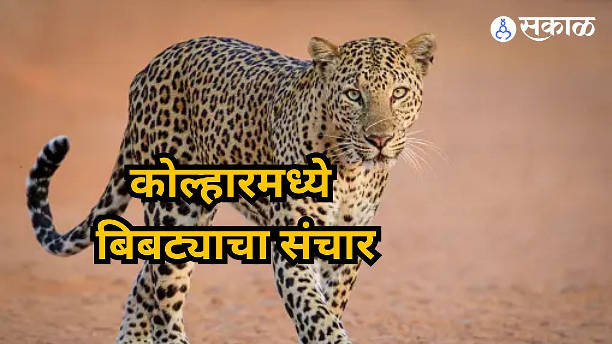 Kolhar: बिबट्यामुळे कोल्हार, भगवतीपूरकर भयभीत! लाकडी दरवाजा तोडून दोन ...