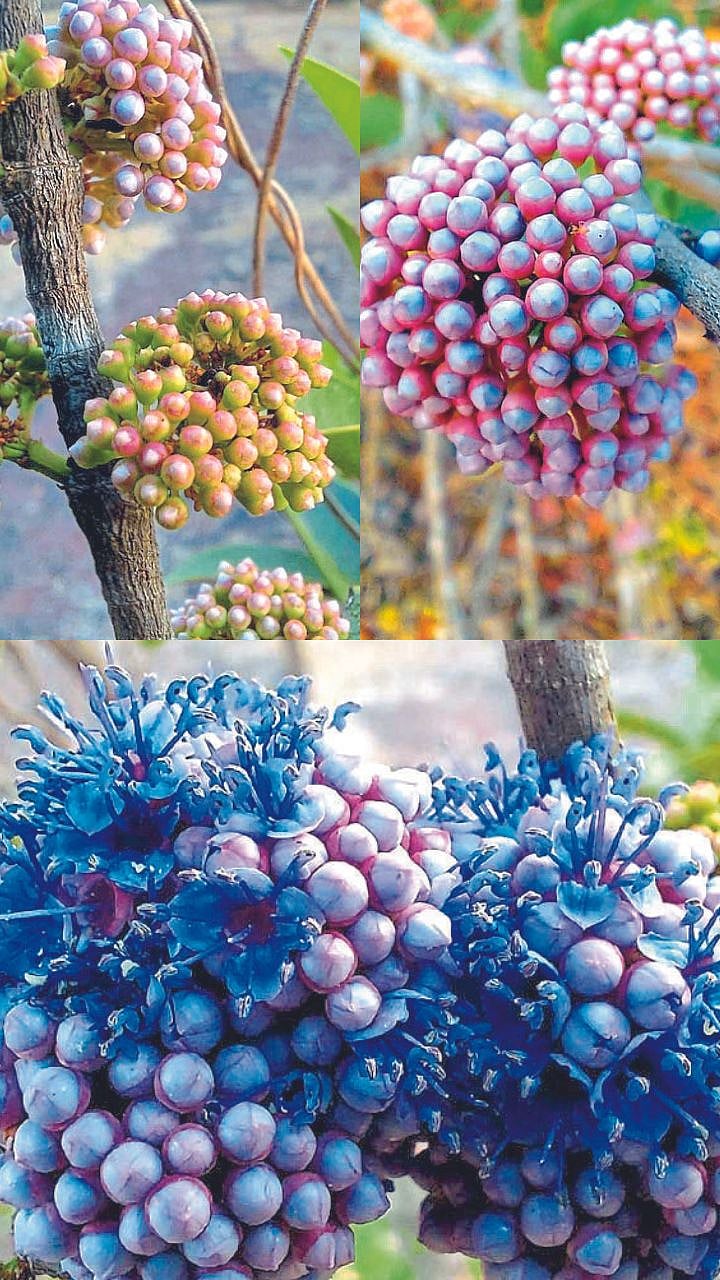 कोकणात अंजनीची फुले बहरली! मनमोहक गुलाबी, जांभळ्या फुलांनी वेधलं लक्ष ...