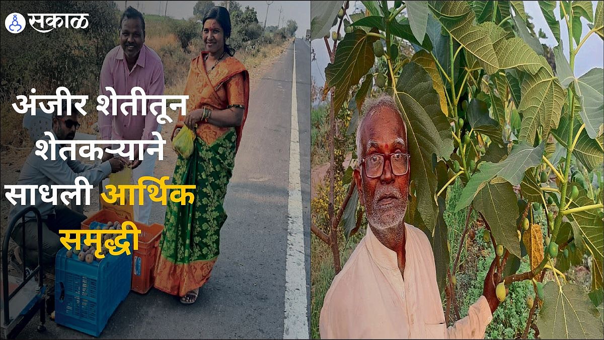 Fig Farming : अंजीर शेतीतून शेतकऱ्याने साधली आर्थिक समृद्धी ; घनसावंगी ...