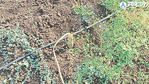 Dhule News : रानडुकरांकडून शेवगा पिकासह ठिबकच्या नळ्या, ड्रिपरची नासाडी ...
