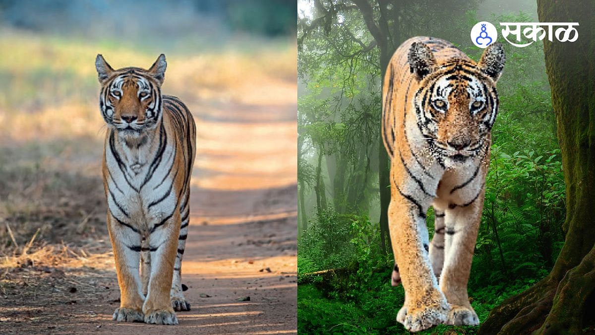 कोळसा राणी ‘कुवानी’ |2011 tadoba sanctuary kuwani tigress tourist ...