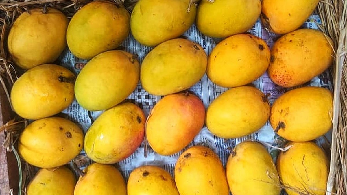 Hapus Mango : इतर राज्यातील आंबा ‘देवगड हापूस' नावाने विकल्यास कारवाई ...