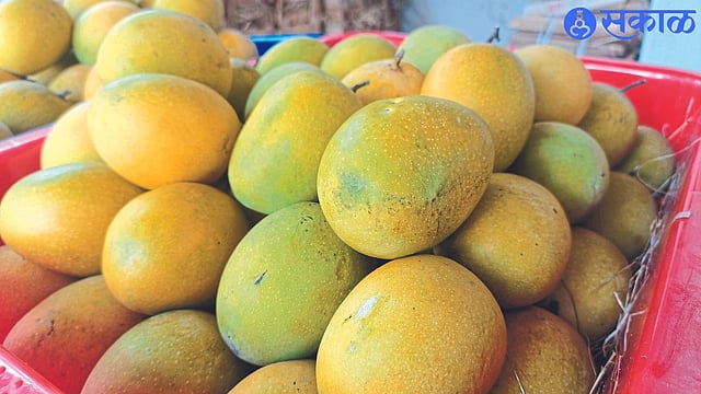 Alphonso Mango : फळांच्या राजाचे कोकणातून शहरात आगमन; कालिका मंदिरात ...