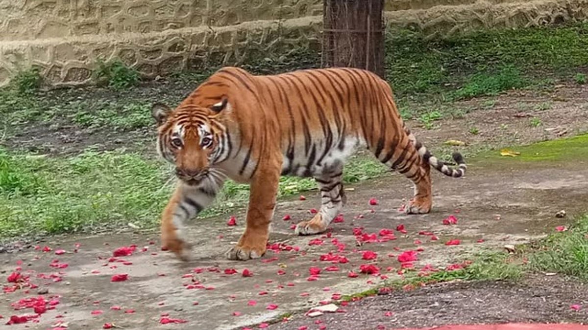 Tiger : पुण्याची भक्ती वाघीण गेली जयपूरला katraj rajiv gandhi animal ...