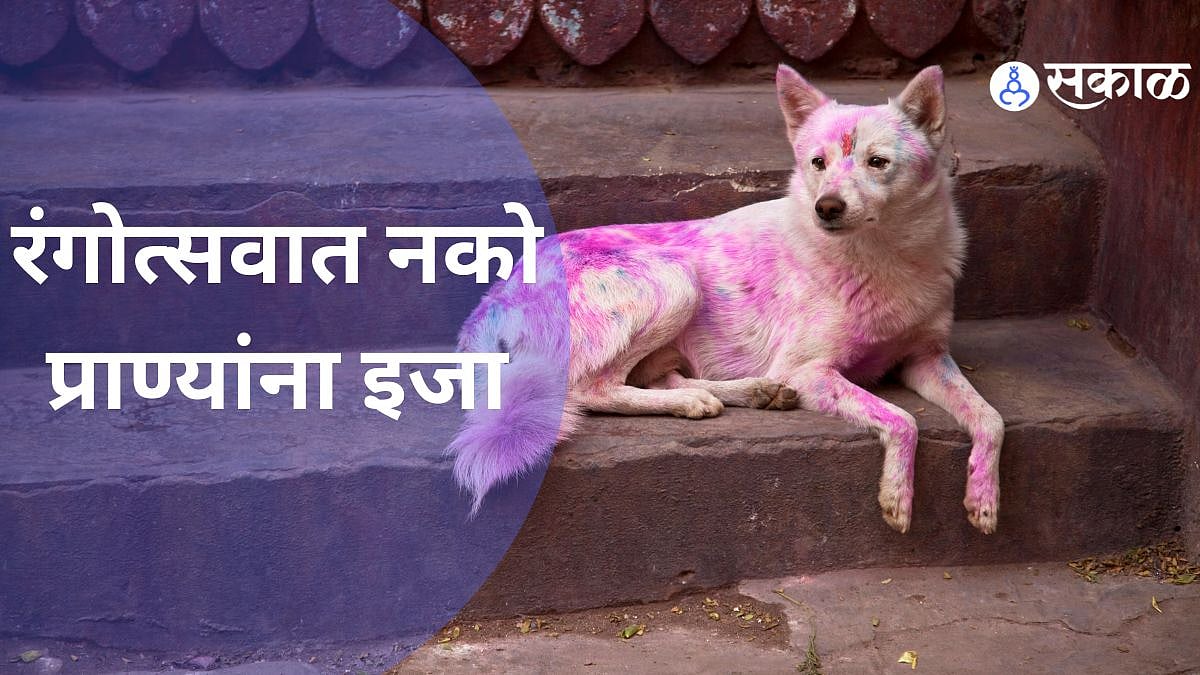 रंगोत्सवात नको प्राण्यांना इजा,अशी घ्या काळजी holi 2024 taken care of ...