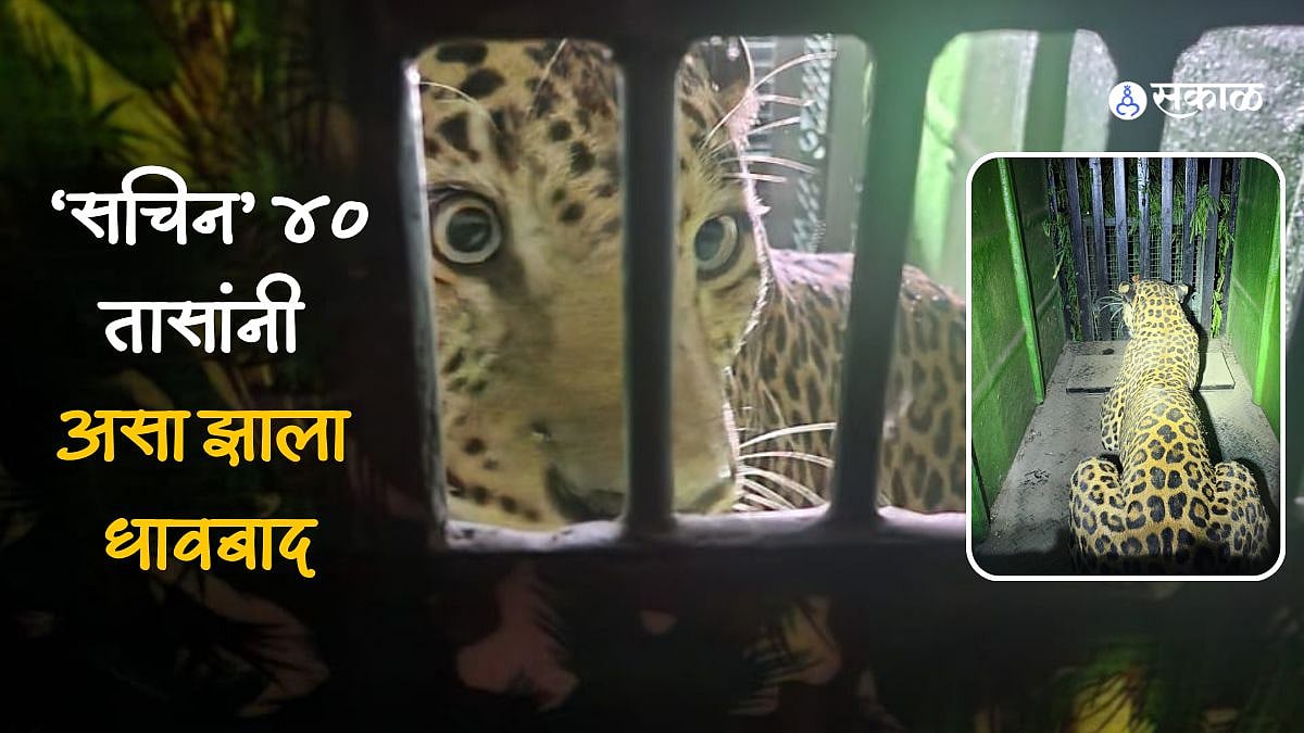 Katraj Zoological Museum: कात्रज प्राणी संग्रहालयातील बिबट्याला कसं ...