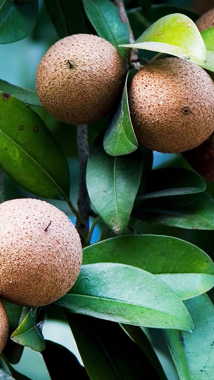 Chiku Benefits : चिकूमध्ये लपलाय आरोग्याचा खजिना, जाणून घ्या फायदे ...