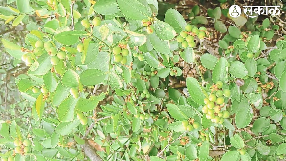 Nashik News : डोंगरदऱ्यांत बहरताहेत करवंद! इगतपुरी तालुक्यात आदिवासी ...