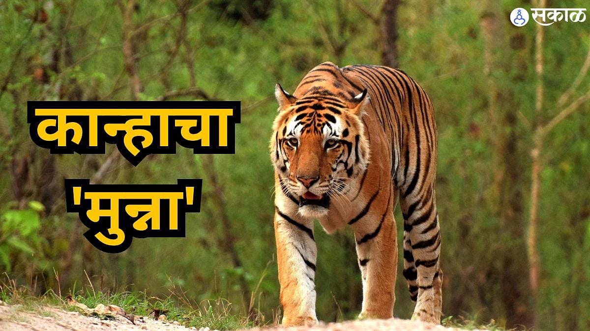 कान्हाचा 'मुन्ना'In the tourist area of Kanha Tiger Reserve itself ...