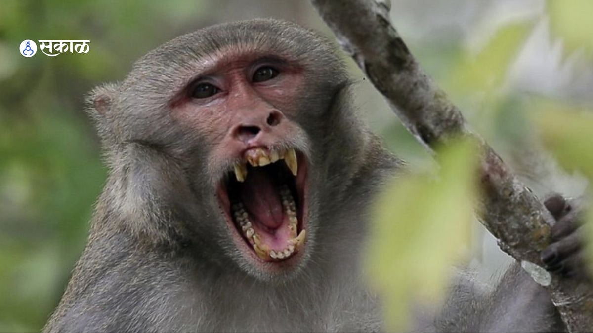 B Virus: माकड चावल्यामुळे माणसाला जीवघेणा संसर्ग, 16 दिवसांपासून ICU ...