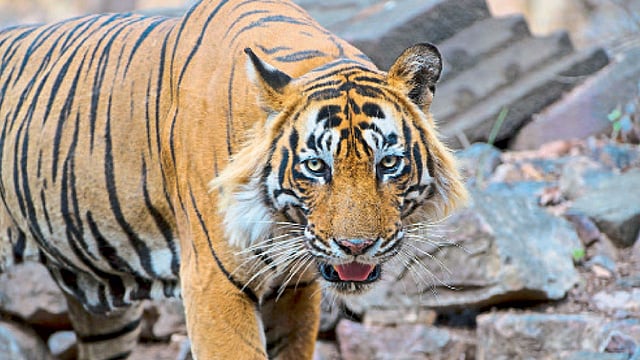 कहाणी ‘उस्ताद’ची! ranthambore tiger project ustad tiger story