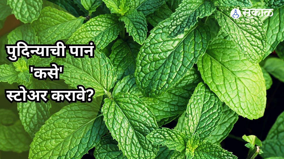 Mint Leaves: पुदिन्याची पानं 'असे' करा स्टोअर; येणार नाही दुर्गंधी how ...