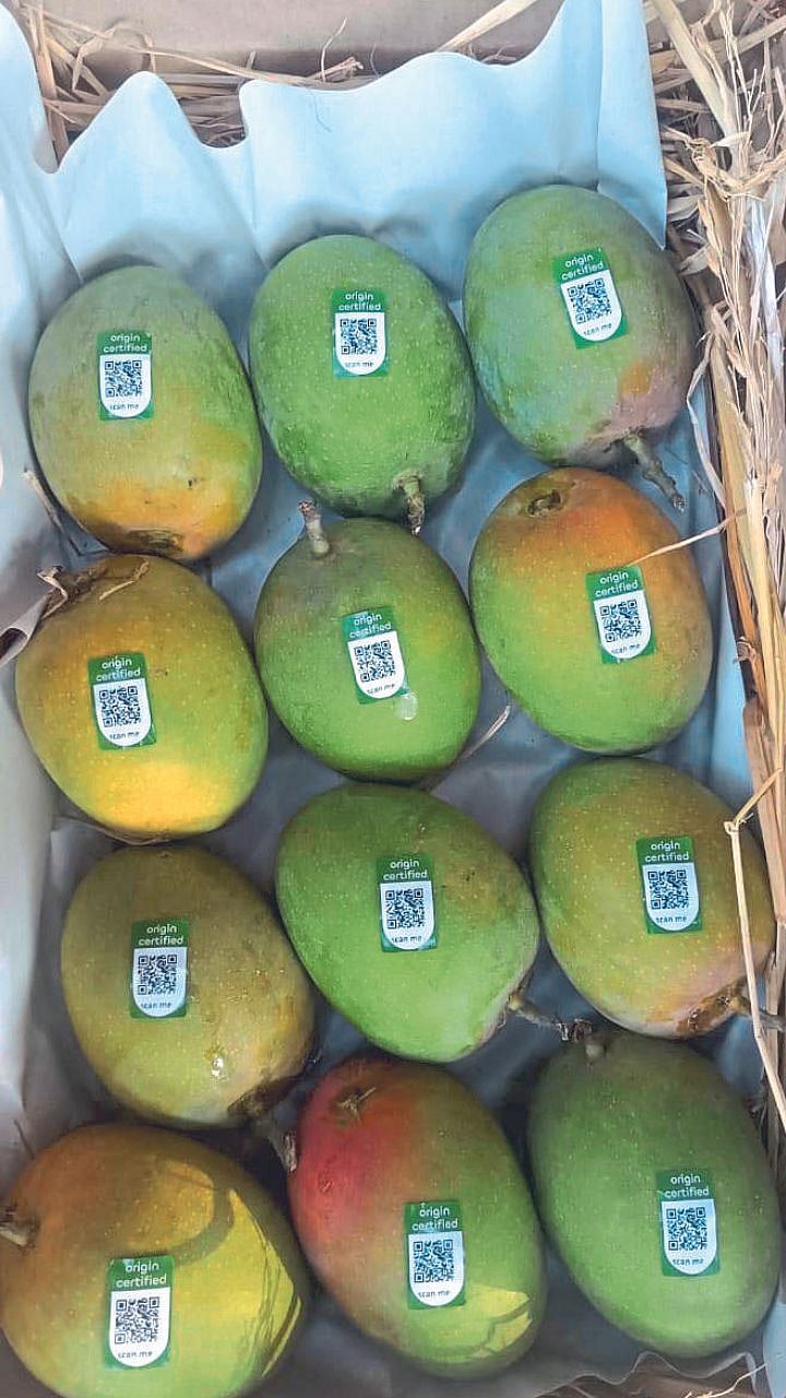 Hapus Mango : आता QR Code च्या माध्यमातून ग्राहकांना मिळणार अस्सल ...