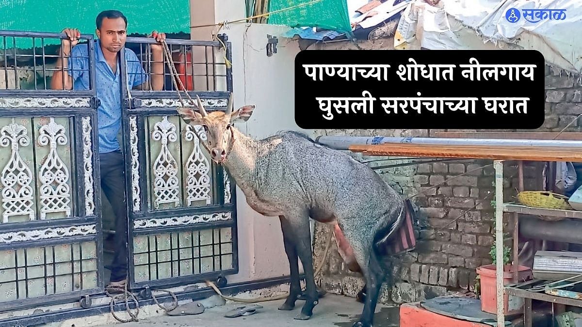 Kondhali : पाण्याच्या शोधात नीलगाय घुसली सरपंचाच्या घरात | Nilgai ...