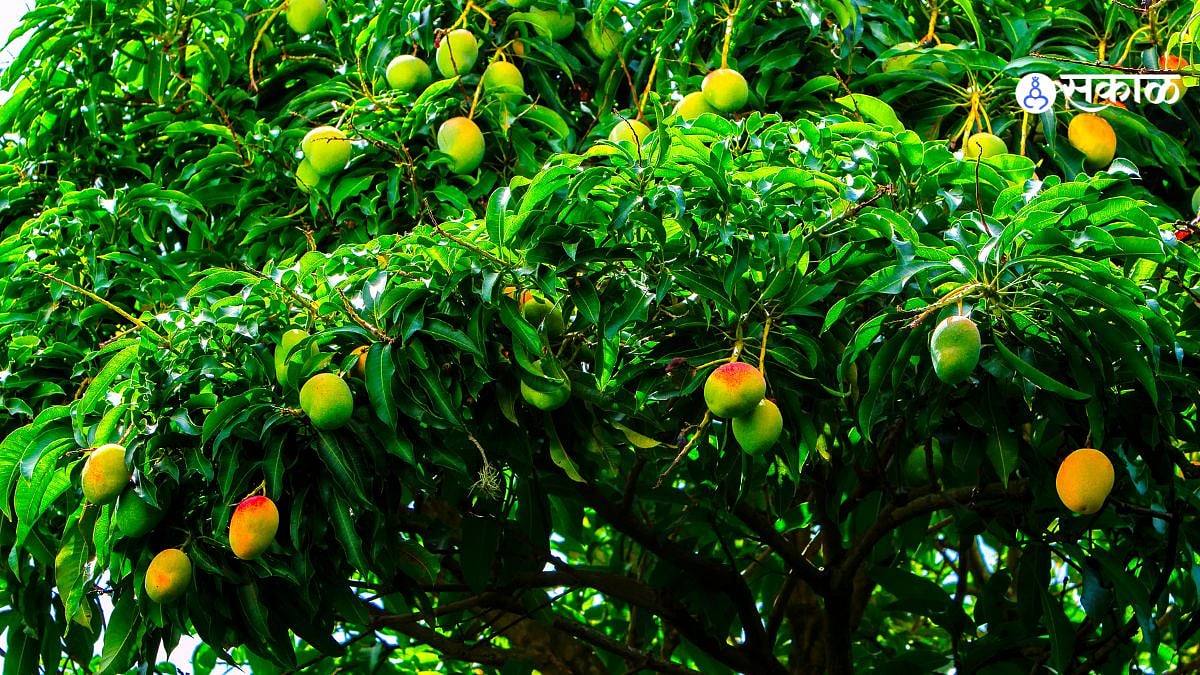 वृक्षतोडीमुळे गावरान आंब्याची चव झाली दुर्मिळ Gavran mangoes taste rare ...