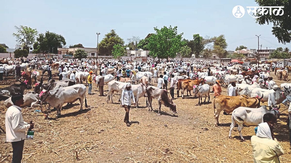 Nandurbar Bull Market : तळोद्यातील बैल बाजारात ‘बुल रन’! 700 बैलांची ...