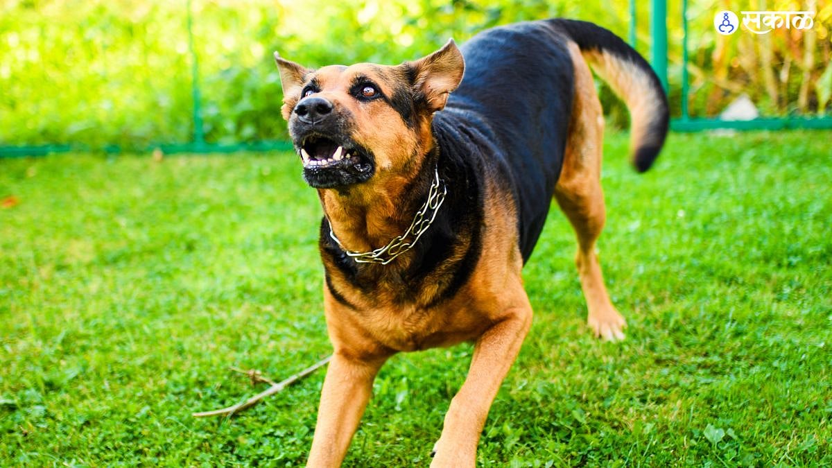 Sillod News : आठवडाभरात ५० जणांना कुत्र्यांनी घेतला चावा |50 people ...