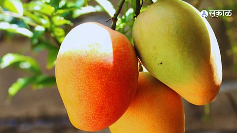Mango Season : नेमका हापूस कुठला? 'हे' कसे ओळखायचे? | how to identify ...