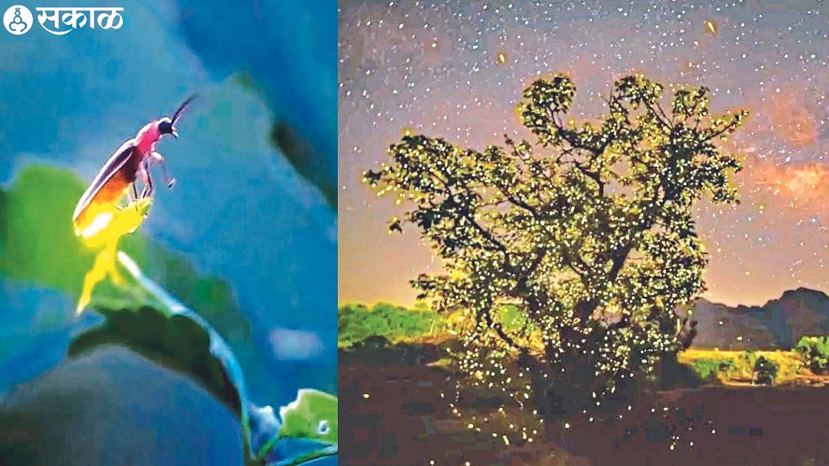 Kajwa Festival 2024 : भंडारदऱ्याला लागले काजव्यांचे वेध! हरिश्चंद्रगड ...