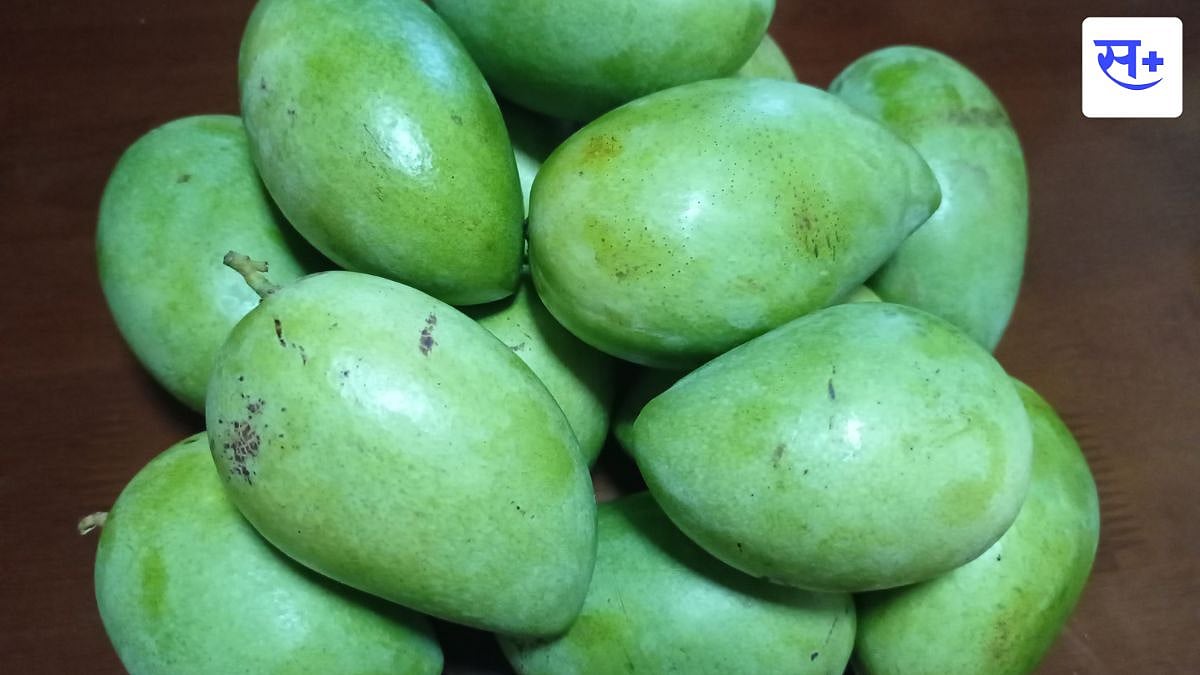Mango Season: आपल्या देशात आंब्यांच्या ७५० हून अधिक जाती व ३०हून अधिक ...