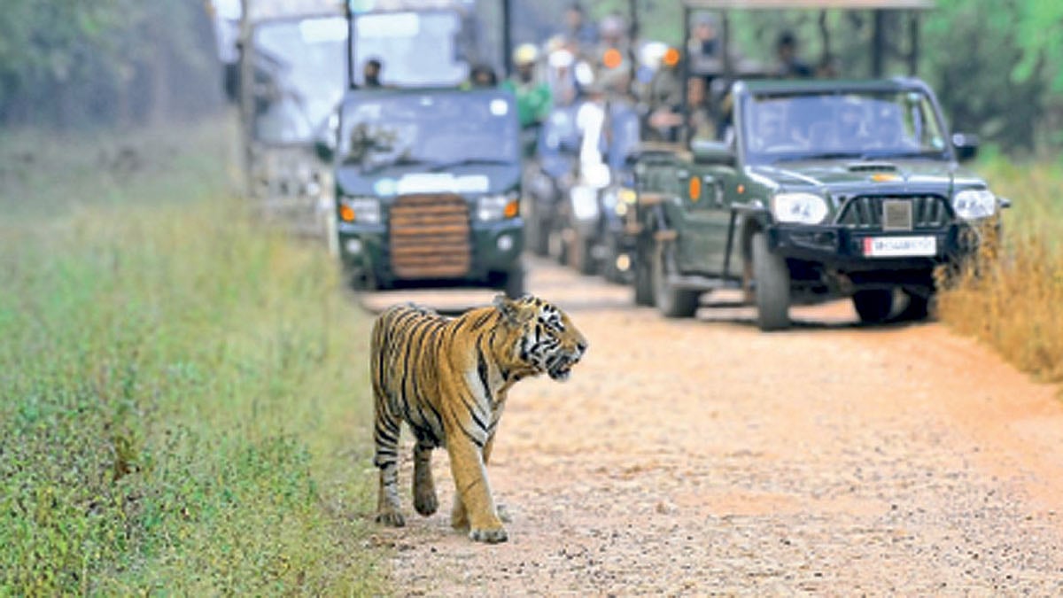 Tadoba Tiger Project : ताडोबात आता नो ‘रिव्हर्स’ आणि नो ‘यू-टर्न ...